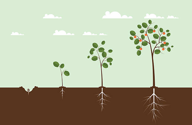 Plant Life Cycle Illustrations, Royalty-Free Vector Graphics & Clip Art ... Plant Life Cycle Illustrations, Royalty-Free Vector Graphics & Clip Art ...