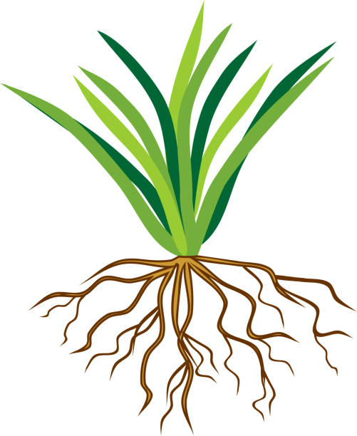Fibrous Root Illustrations, Royalty-Free Vector Graphics & Clip Art ... Fibrous Root Illustrations, Royalty-Free Vector Graphics & Clip Art ...