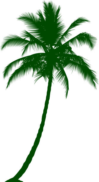 Best Leaning Palm Tree Illustrations, Royalty-Free Vector Graphics ... Best Leaning Palm Tree Illustrations, Royalty-Free Vector Graphics ...