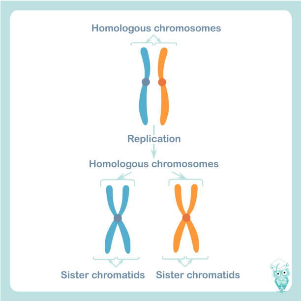Homologous Chromosome Illustrations, Royalty-Free Vector Graphics ... Homologous Chromosome Illustrations, Royalty-Free Vector Graphics ...