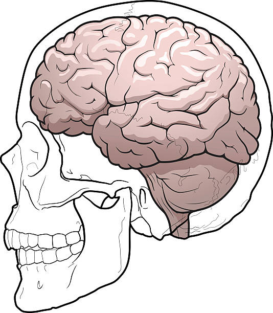 Frontal Lobe Illustrations, Royalty-Free Vector Graphics & Clip Art ... Frontal Lobe Illustrations, Royalty-Free Vector Graphics & Clip Art ...
