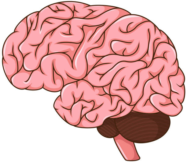 Best Parietal Lobe Illustrations, Royalty-Free Vector Graphics & Clip ... Best Parietal Lobe Illustrations, Royalty-Free Vector Graphics & Clip ...