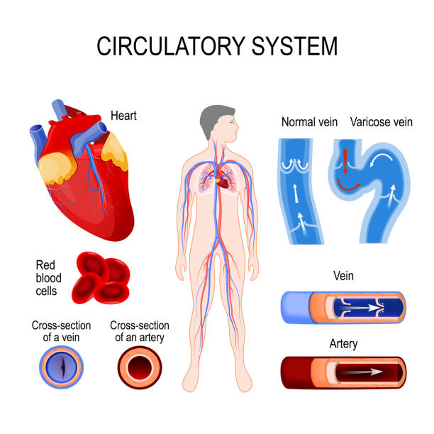 Best Blood Flow Illustrations, Royalty-Free Vector Graphics & Clip Art ... Best Blood Flow Illustrations, Royalty-Free Vector Graphics & Clip Art ...