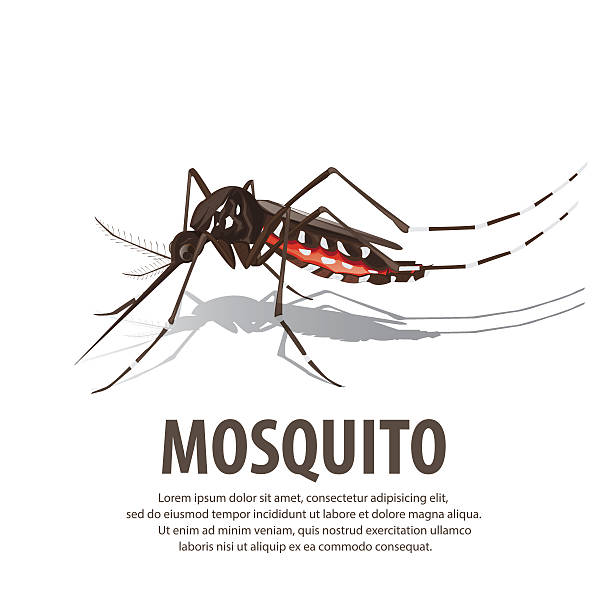 Mosquito Illustrations, Royalty-Free Vector Graphics & Clip Art - iStock Mosquito Illustrations, Royalty-Free Vector Graphics & Clip Art - iStock