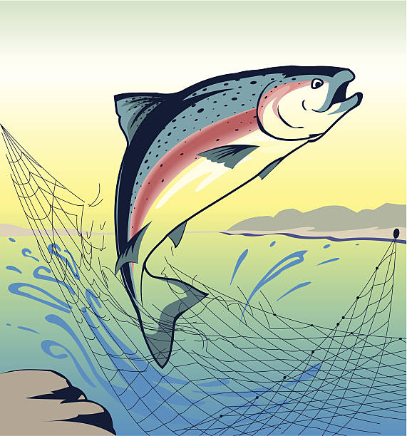 Best Salmon Jumping Illustrations, Royalty-Free Vector Graphics & Clip ... Best Salmon Jumping Illustrations, Royalty-Free Vector Graphics & Clip ...