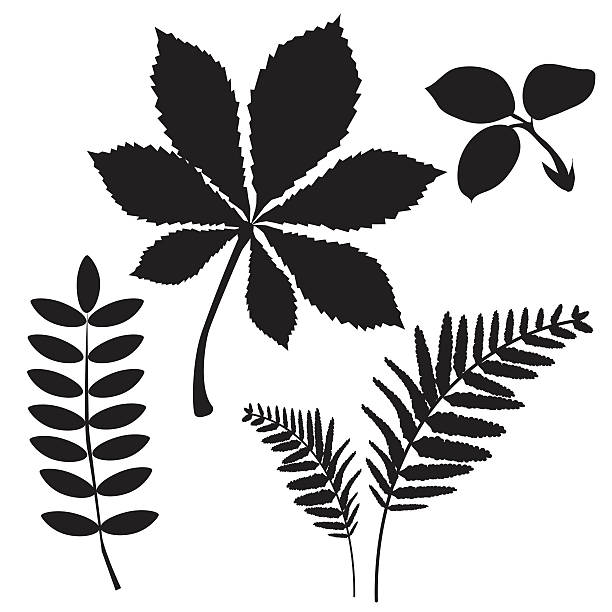 Buckeye Tree Silhouette Illustrations, Royalty-Free Vector Graphics ... Buckeye Tree Silhouette Illustrations, Royalty-Free Vector Graphics ...