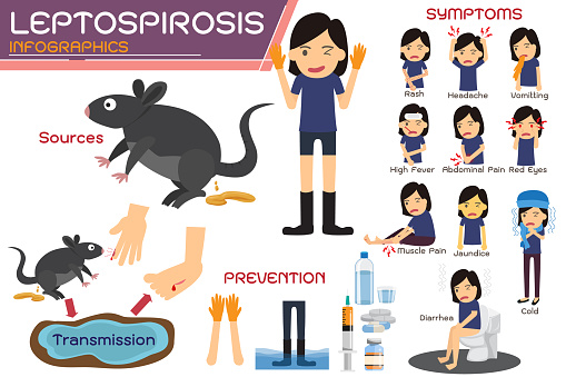Vetores de Infográficos De Leptospirose Leptospirose Sobre Sintomas E ... Vetores de Infográficos De Leptospirose Leptospirose Sobre Sintomas E ...