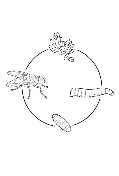 Life Cycle Of Housefly Illustrations, Royalty-Free Vector Graphics ... Life Cycle Of Housefly Illustrations, Royalty-Free Vector Graphics ...