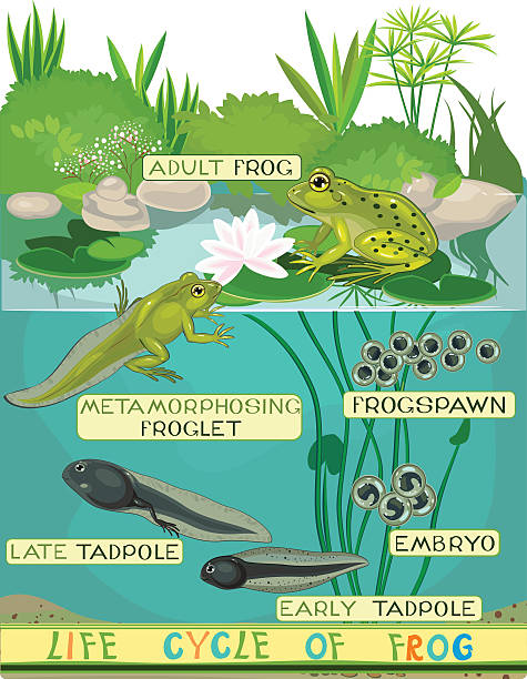 Best Tadpole Illustrations, Royalty-Free Vector Graphics & Clip Art ... Best Tadpole Illustrations, Royalty-Free Vector Graphics & Clip Art ...