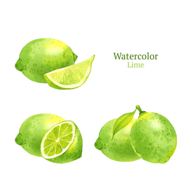 Lime Illustrations, Royalty-Free Vector Graphics & Clip Art - iStock Lime Illustrations, Royalty-Free Vector Graphics & Clip Art - iStock