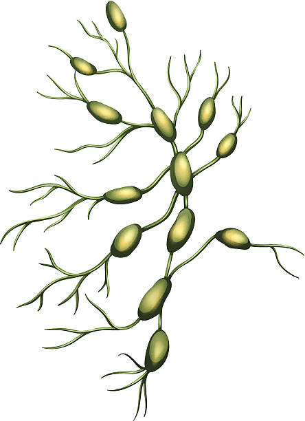 Lymph Node Illustrations, Royalty-Free Vector Graphics & Clip Art - iStock Lymph Node Illustrations, Royalty-Free Vector Graphics & Clip Art - iStock