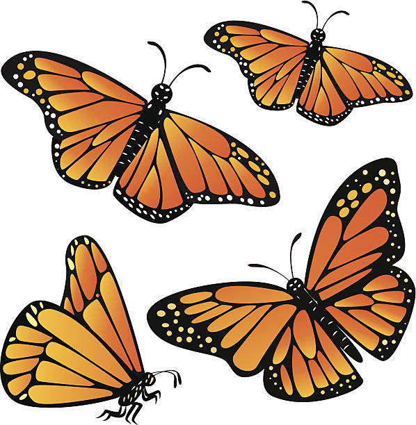 Monarch Butterfly Hand Drawn Royalty Free Vector Imag - vrogue.co Monarch Butterfly Hand Drawn Royalty Free Vector Imag - vrogue.co