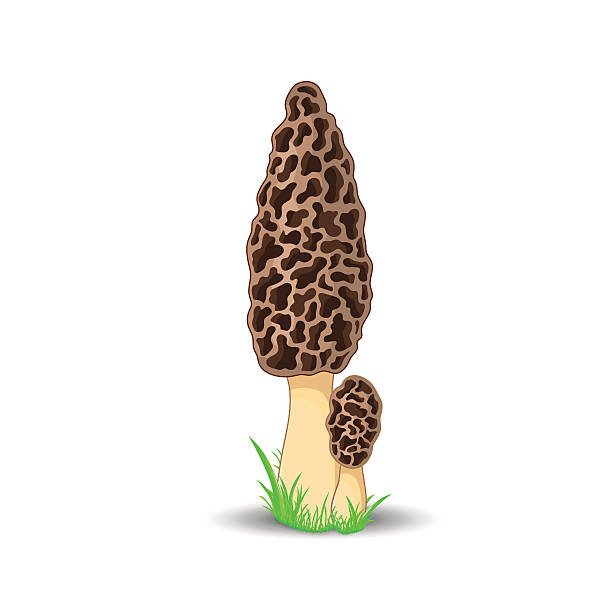 Best Morel Mushroom Illustrations, Royalty-Free Vector Graphics & Clip ... Best Morel Mushroom Illustrations, Royalty-Free Vector Graphics & Clip ...