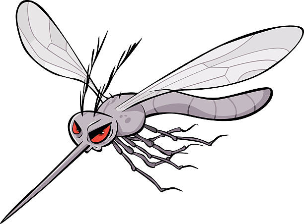 Aedes Mosquito Illustrations, Royalty-Free Vector Graphics & Clip Art ... Aedes Mosquito Illustrations, Royalty-Free Vector Graphics & Clip Art ...