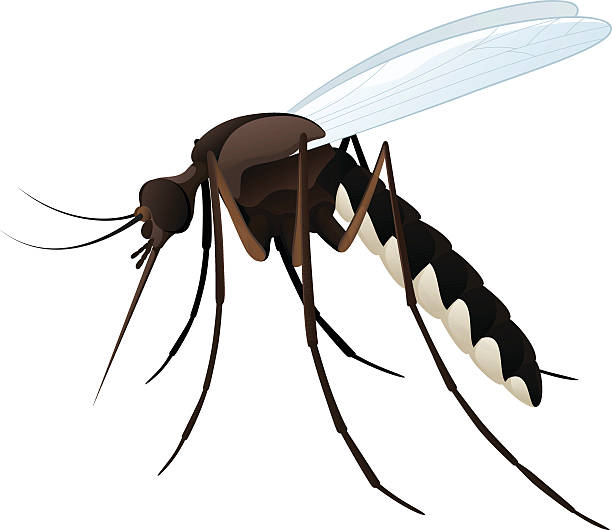 Mosquito Illustrations, Royalty-Free Vector Graphics & Clip Art - iStock Mosquito Illustrations, Royalty-Free Vector Graphics & Clip Art - iStock