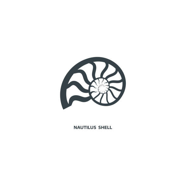 Nautilus Shell Illustrations, Royalty-Free Vector Graphics & Clip Art ... Nautilus Shell Illustrations, Royalty-Free Vector Graphics & Clip Art ...