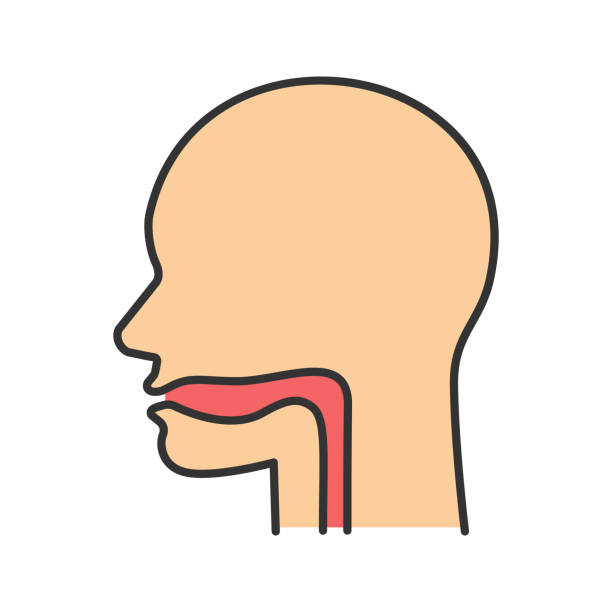 Royalty Free Pharynx Clip Art, Vector Images & Illustrations - iStock Royalty Free Pharynx Clip Art, Vector Images & Illustrations - iStock