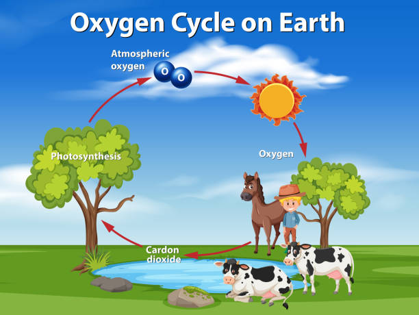 Oxygen Cycle Illustrations, Royalty-Free Vector Graphics & Clip Art ... Oxygen Cycle Illustrations, Royalty-Free Vector Graphics & Clip Art ...