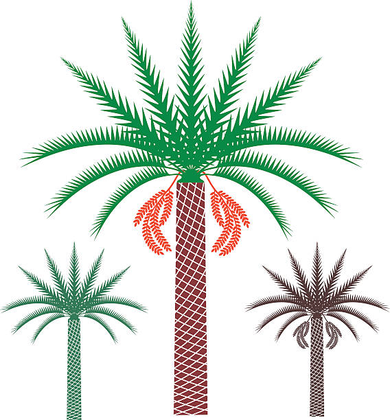 Date Palm Tree Illustrations, Royalty-Free Vector Graphics & Clip Art ... Date Palm Tree Illustrations, Royalty-Free Vector Graphics & Clip Art ...