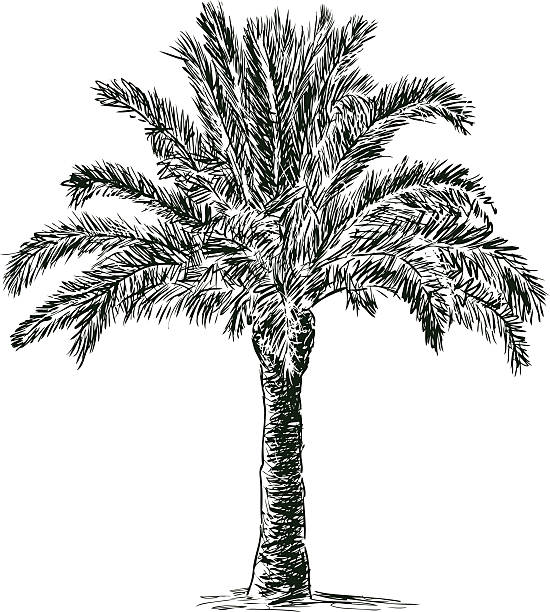 Date Palm Tree Illustrations, Royalty-Free Vector Graphics & Clip Art ... Date Palm Tree Illustrations, Royalty-Free Vector Graphics & Clip Art ...