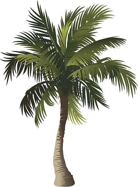 Date Palm Tree Illustrations, Royalty-Free Vector Graphics & Clip Art ... Date Palm Tree Illustrations, Royalty-Free Vector Graphics & Clip Art ...