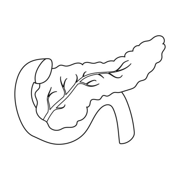 Best Pancreas Illustrations, Royalty-Free Vector Graphics & Clip Art ... Best Pancreas Illustrations, Royalty-Free Vector Graphics & Clip Art ...