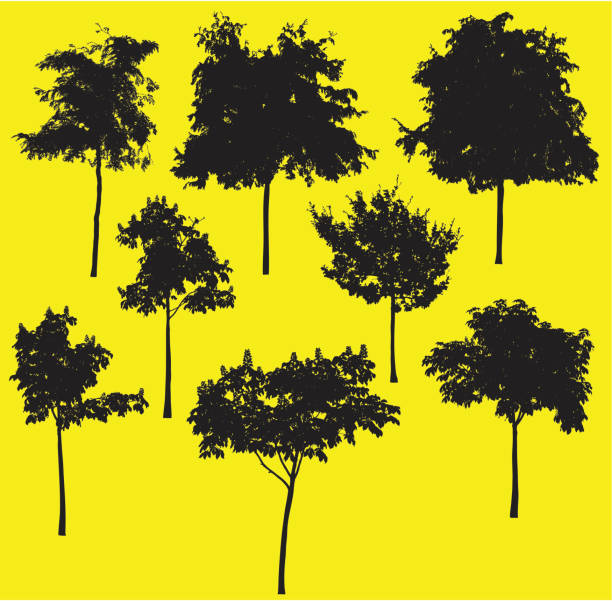 Buckeye Tree Silhouette Illustrations, Royalty-Free Vector Graphics ... Buckeye Tree Silhouette Illustrations, Royalty-Free Vector Graphics ...