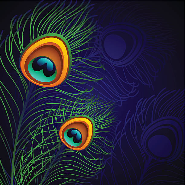 Single Peacock Feather Illustrations, Royalty-Free Vector Graphics ... Single Peacock Feather Illustrations, Royalty-Free Vector Graphics ...