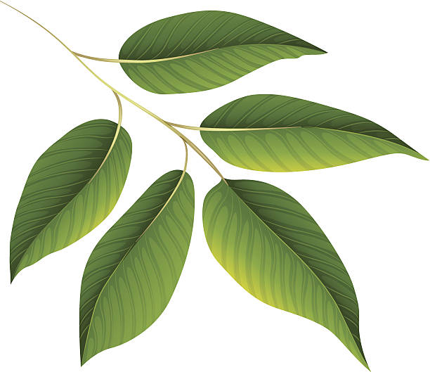 Stomata Illustrations Illustrations, Royalty-Free Vector Graphics ... Stomata Illustrations Illustrations, Royalty-Free Vector Graphics ...