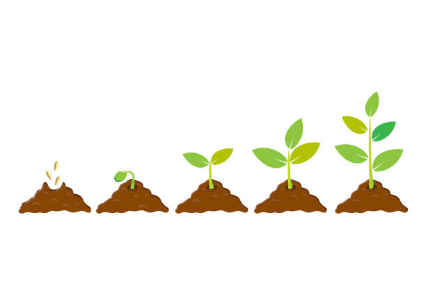 Sapling Illustrations, Royalty-Free Vector Graphics & Clip Art - iStock Sapling Illustrations, Royalty-Free Vector Graphics & Clip Art - iStock