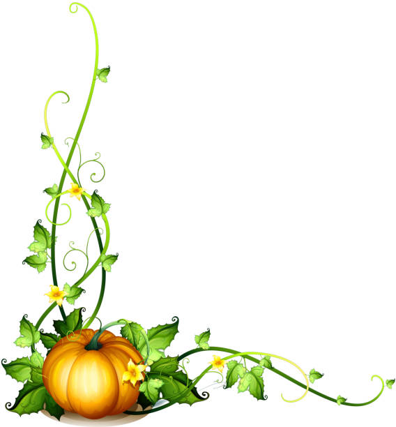 Pumpkin Vine Illustrations, Royalty-Free Vector Graphics & Clip Art ... Pumpkin Vine Illustrations, Royalty-Free Vector Graphics & Clip Art ...