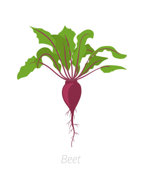 Best Taproot Illustrations, Royalty-Free Vector Graphics & Clip Art ... Best Taproot Illustrations, Royalty-Free Vector Graphics & Clip Art ...