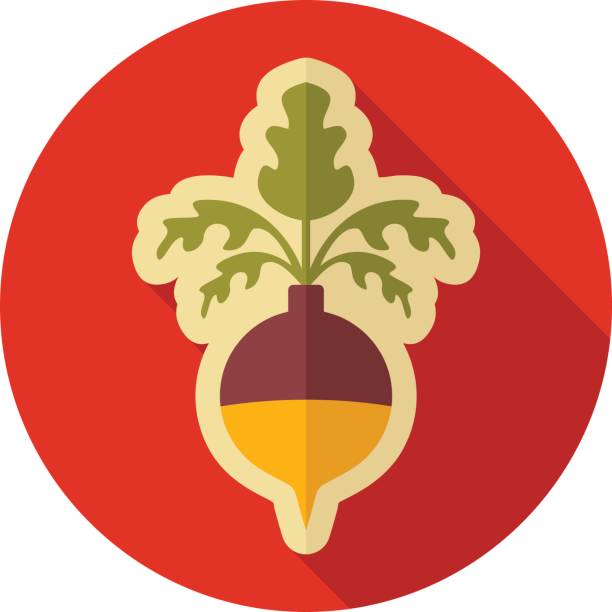 Rutabaga Recipes Illustrations, Royalty-Free Vector Graphics & Clip Art ... Rutabaga Recipes Illustrations, Royalty-Free Vector Graphics & Clip Art ...