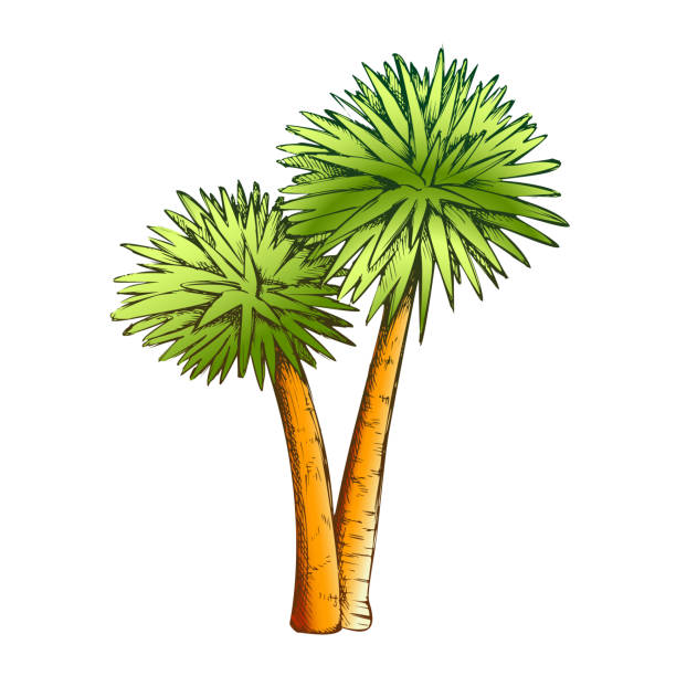 Sabal Palm Illustrations, Royalty-Free Vector Graphics & Clip Art - iStock Sabal Palm Illustrations, Royalty-Free Vector Graphics & Clip Art - iStock