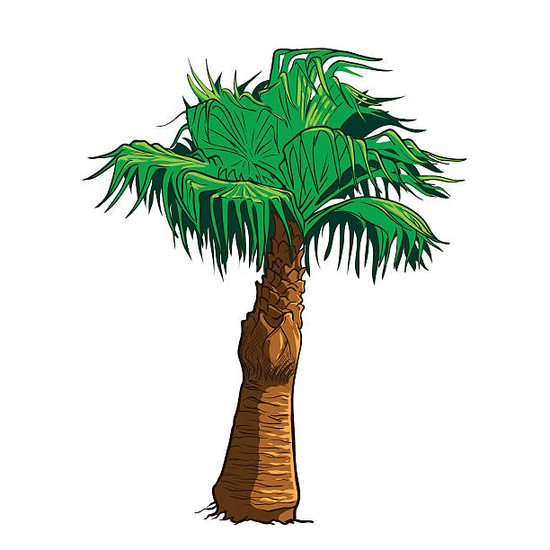 Sabal Palm Illustrations, Royalty-Free Vector Graphics & Clip Art - iStock Sabal Palm Illustrations, Royalty-Free Vector Graphics & Clip Art - iStock