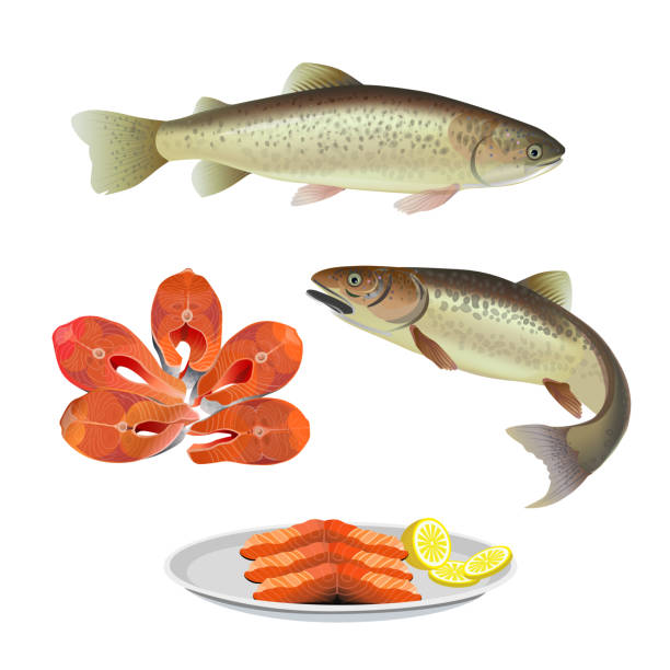 Best Salmon Jumping Illustrations, Royalty-Free Vector Graphics & Clip ... Best Salmon Jumping Illustrations, Royalty-Free Vector Graphics & Clip ...