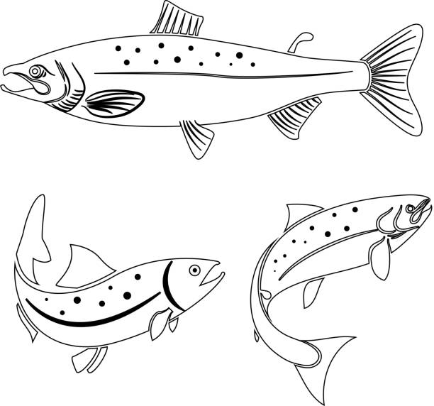 Jumping Salmon Illustrations, Royalty-Free Vector Graphics & Clip Art ... Jumping Salmon Illustrations, Royalty-Free Vector Graphics & Clip Art ...