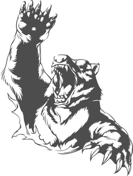 Drawing Of Standing Black Bear Stock Photos, Pictures & Royalty-Free ... Drawing Of Standing Black Bear Stock Photos, Pictures & Royalty-Free ...
