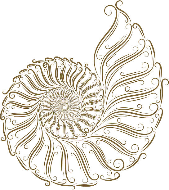 Best Nautilus Shell Illustrations, Royalty-Free Vector Graphics & Clip ... Best Nautilus Shell Illustrations, Royalty-Free Vector Graphics & Clip ...