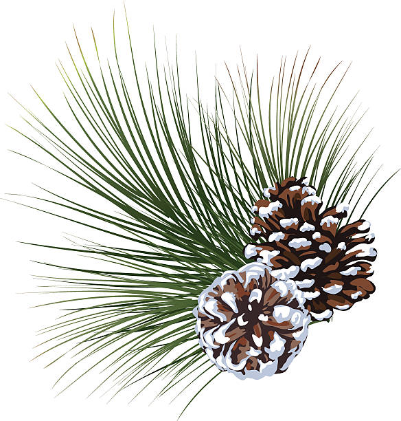 Pine Cone Clip Art, Vector Images & Illustrations - iStock Pine Cone Clip Art, Vector Images & Illustrations - iStock