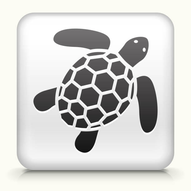 Seaturtle - Illustrationen und Vektorgrafiken - iStock Seaturtle - Illustrationen und Vektorgrafiken - iStock