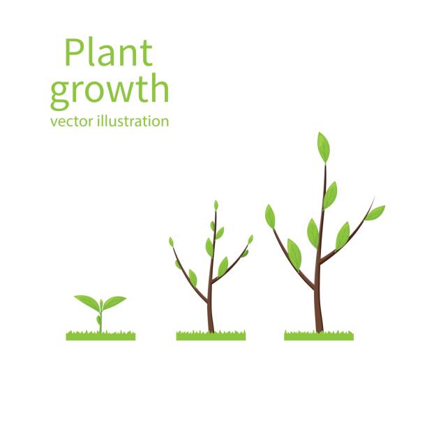 Best Sapling Illustrations, Royalty-Free Vector Graphics & Clip Art ... Best Sapling Illustrations, Royalty-Free Vector Graphics & Clip Art ...