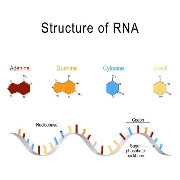 Best Rna Illustrations, Royalty-Free Vector Graphics & Clip Art - iStock Best Rna Illustrations, Royalty-Free Vector Graphics & Clip Art - iStock
