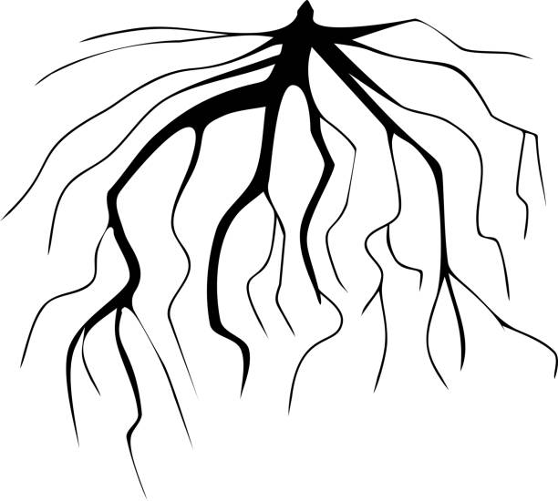 Fibrous Root Illustrations, Royalty-Free Vector Graphics & Clip Art ... Fibrous Root Illustrations, Royalty-Free Vector Graphics & Clip Art ...
