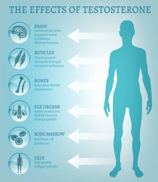 Testosterone Illustrations, Royalty-Free Vector Graphics & Clip Art ... Testosterone Illustrations, Royalty-Free Vector Graphics & Clip Art ...