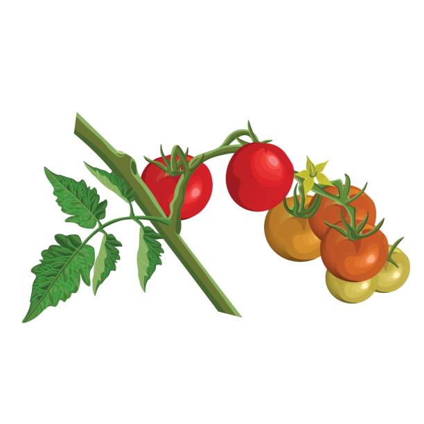 Tomatoes On The Vine Illustrations, Royalty-Free Vector Graphics & Clip ... Tomatoes On The Vine Illustrations, Royalty-Free Vector Graphics & Clip ...