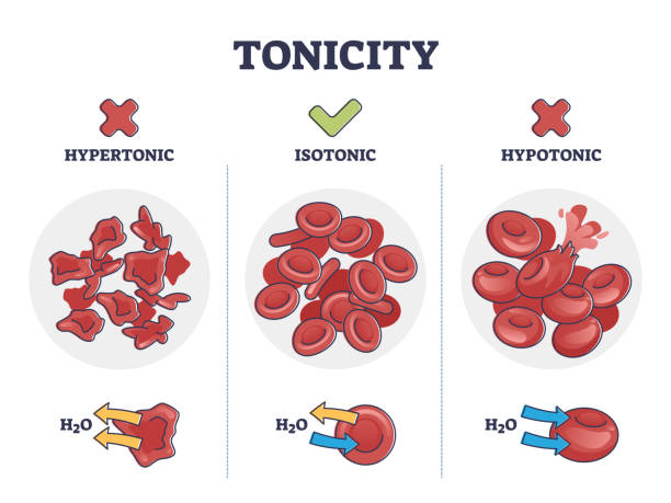 Hypotonic Solution Illustrations, Royalty-Free Vector Graphics & Clip ... Hypotonic Solution Illustrations, Royalty-Free Vector Graphics & Clip ...