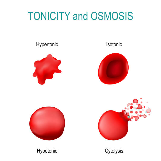 Hypotonic Solution Illustrations, Royalty-Free Vector Graphics & Clip ... Hypotonic Solution Illustrations, Royalty-Free Vector Graphics & Clip ...