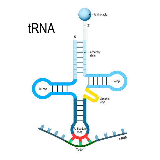 Best Rna Illustrations, Royalty-Free Vector Graphics & Clip Art - iStock Best Rna Illustrations, Royalty-Free Vector Graphics & Clip Art - iStock