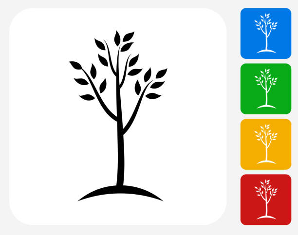 Sapling Illustrations, Royalty-Free Vector Graphics & Clip Art - iStock Sapling Illustrations, Royalty-Free Vector Graphics & Clip Art - iStock